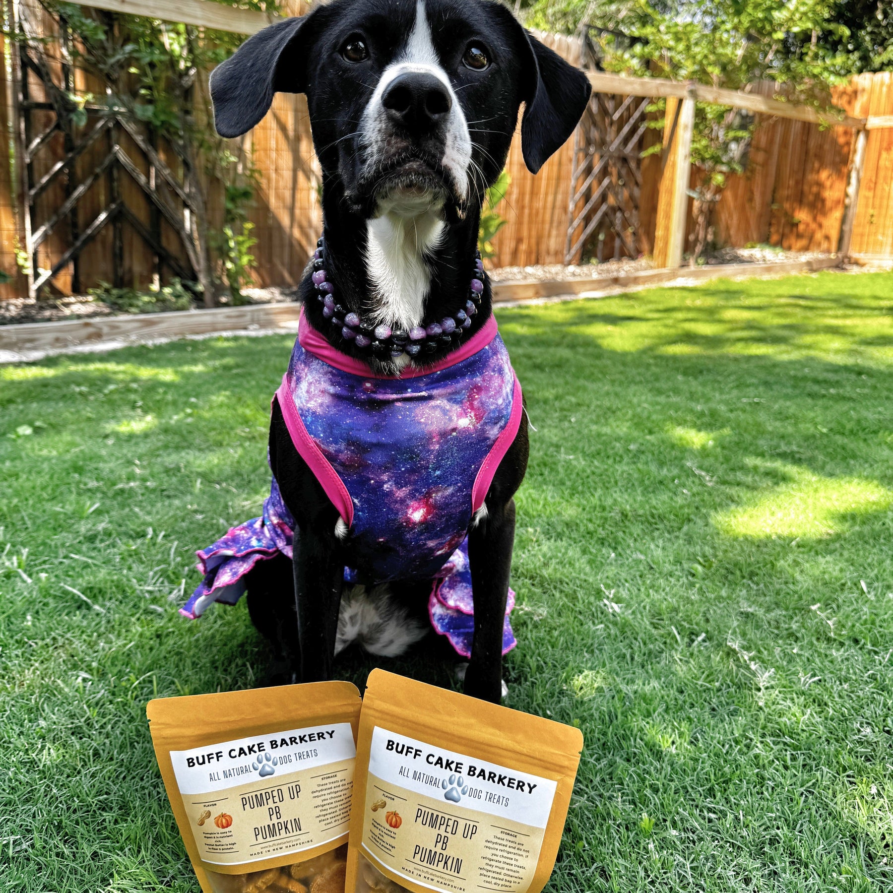 Buff Cake Barkery – Your Favorite Dog Bakery for Custom Treats