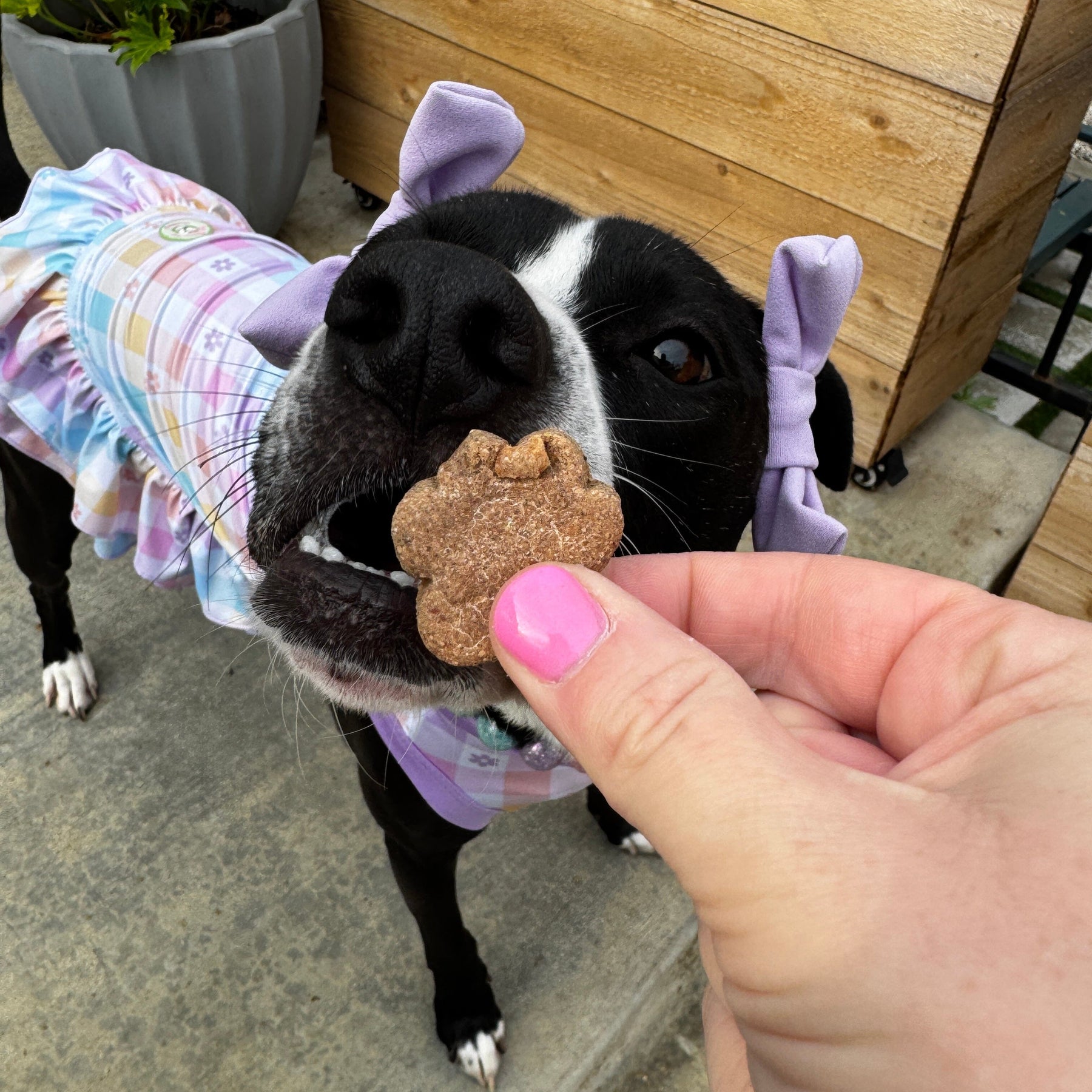 Buff Cake Barkery – Your Favorite Dog Bakery for Custom Treats