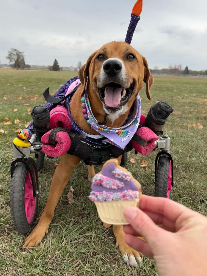 Products – Buff Cake Barkery