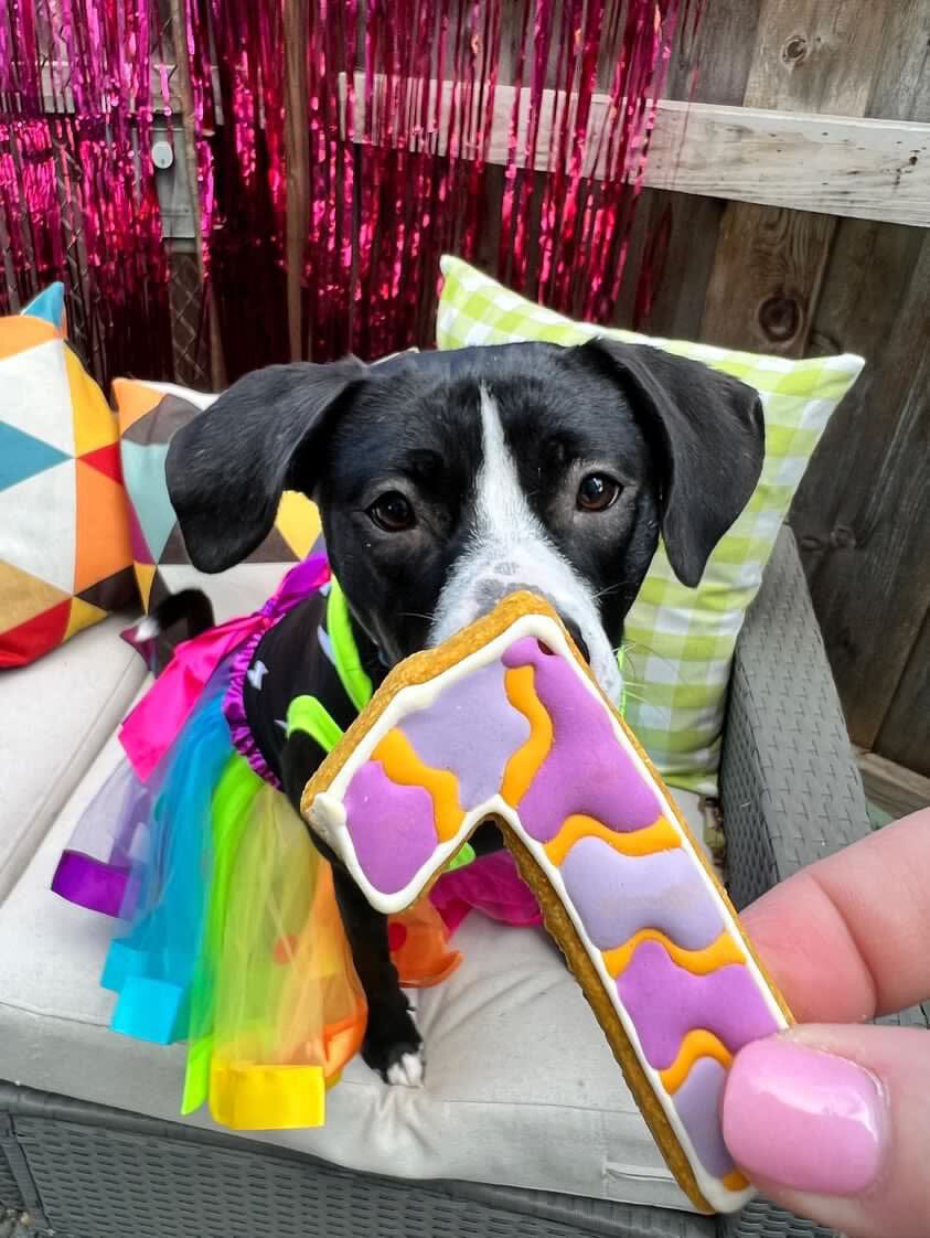 Products – Buff Cake Barkery