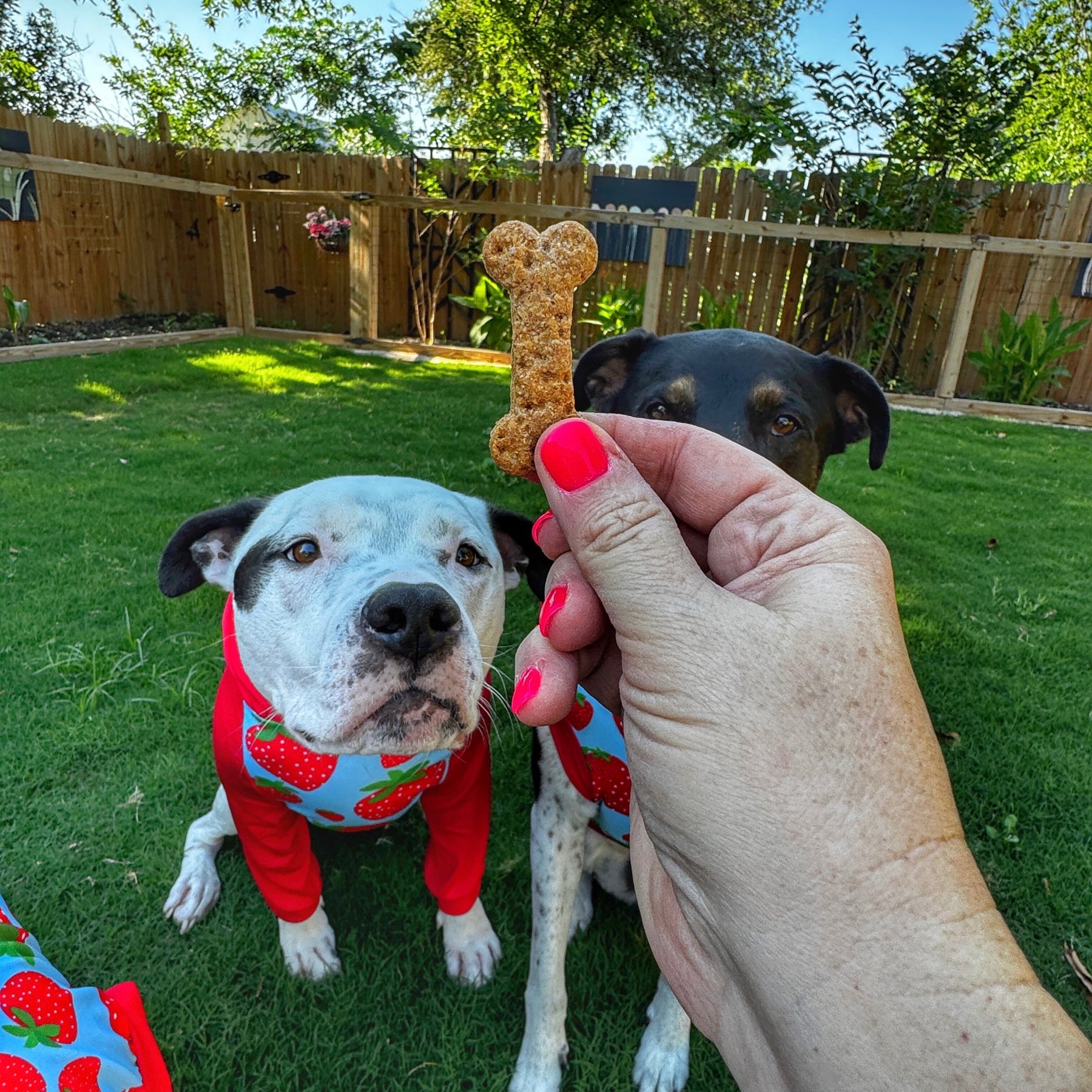 Buff Cake Barkery – Your Favorite Dog Bakery for Custom Treats