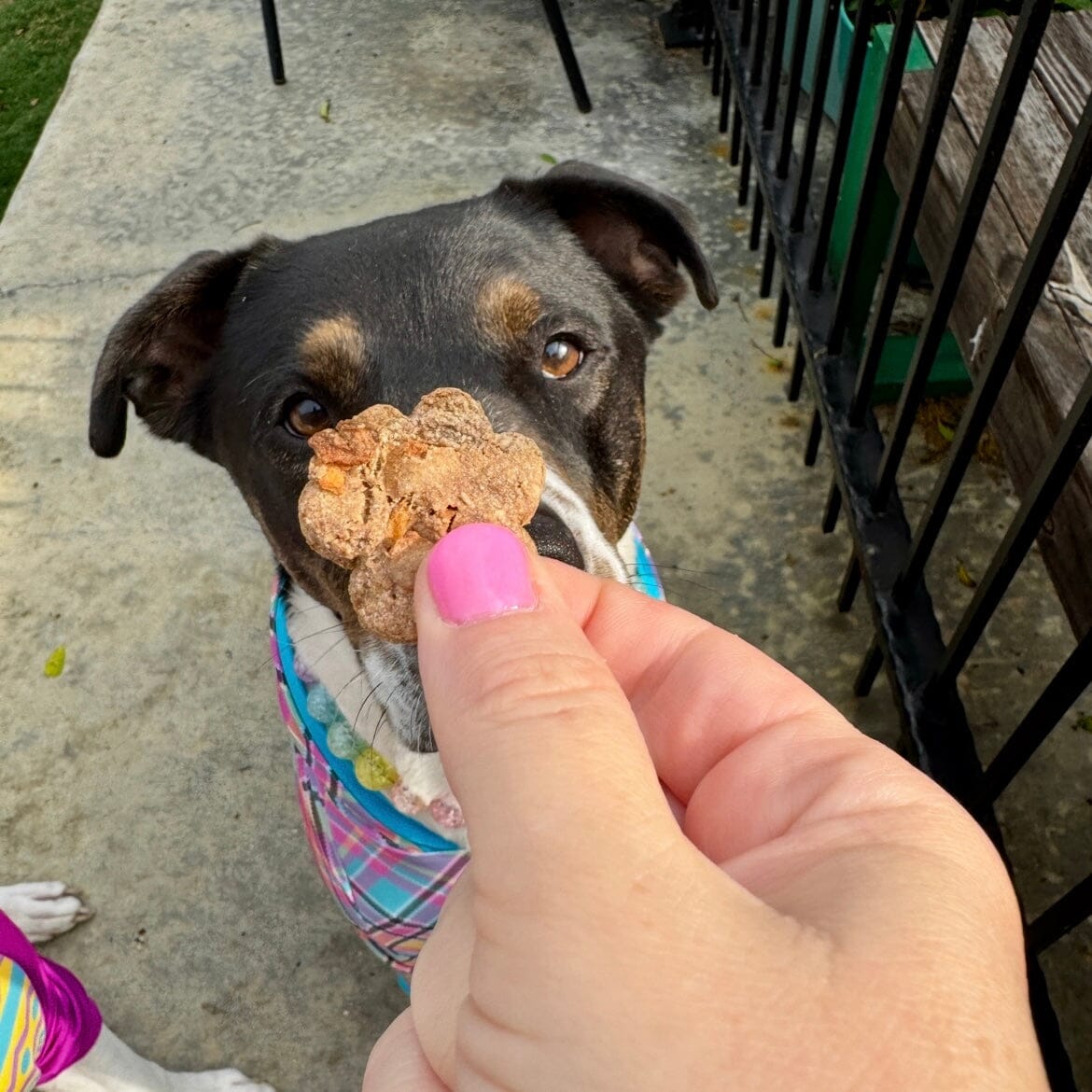 Buff Cake Barkery – Your Favorite Dog Bakery for Custom Treats