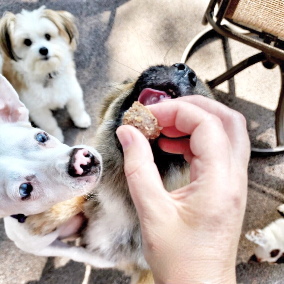 Buff Cake Barkery – All-Natural Dog Treats for Happy, Healthy Pups