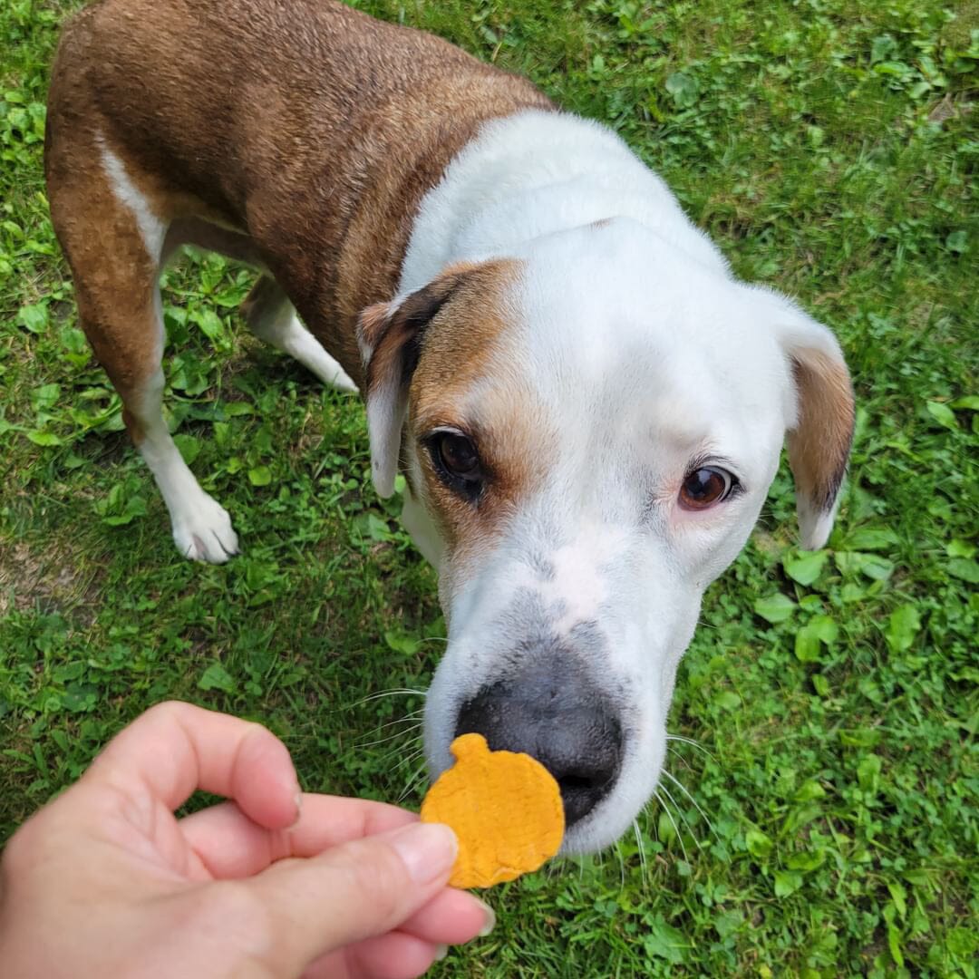 Buff Cake Barkery – Your Favorite Dog Bakery for Custom Treats